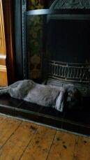 Franse hangoor | Franse hangoor te koop | Konijnenrassen