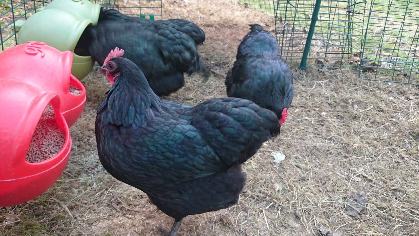 Kippen | Gids | Omlet Nederland