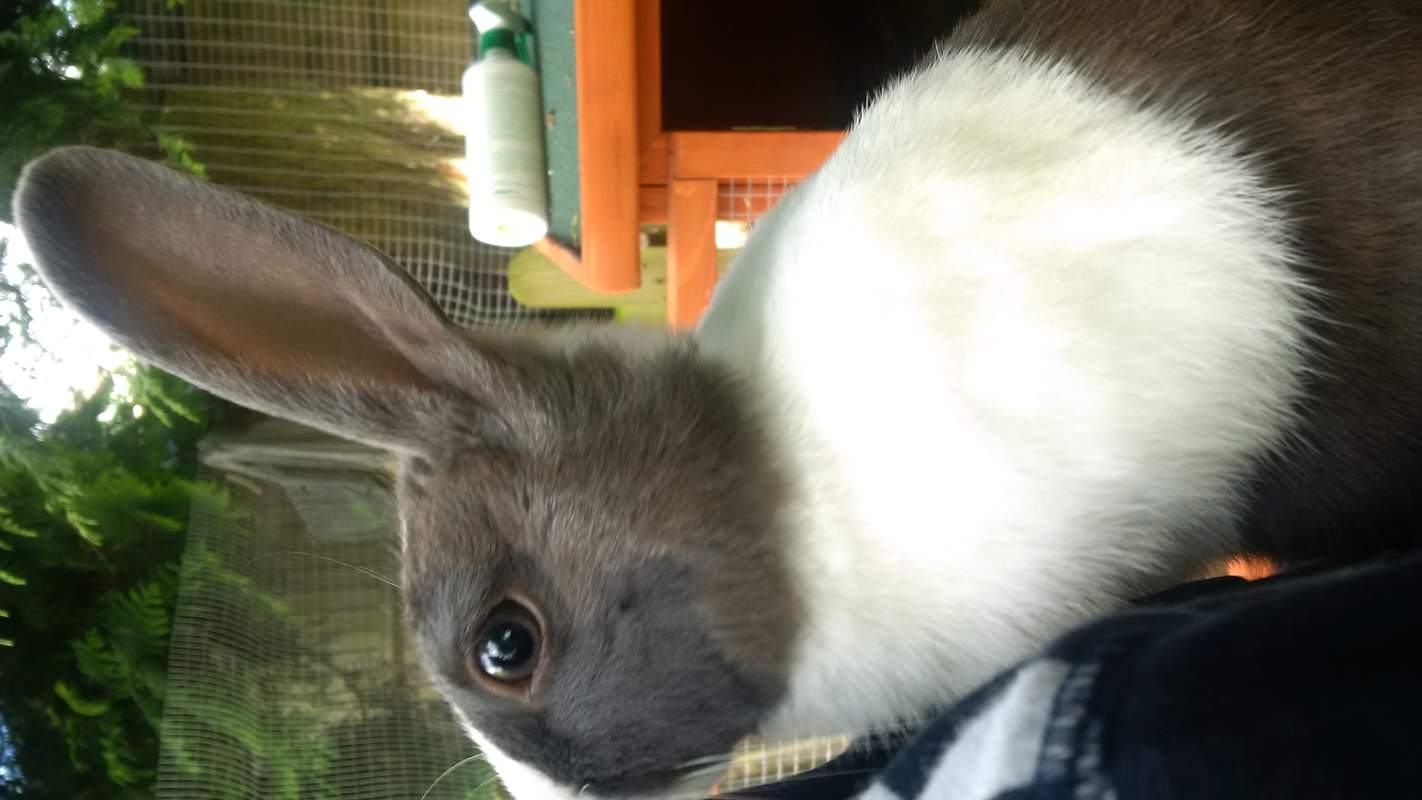 Hollander te koop | Konijnen | Rasinformatie | Omlet