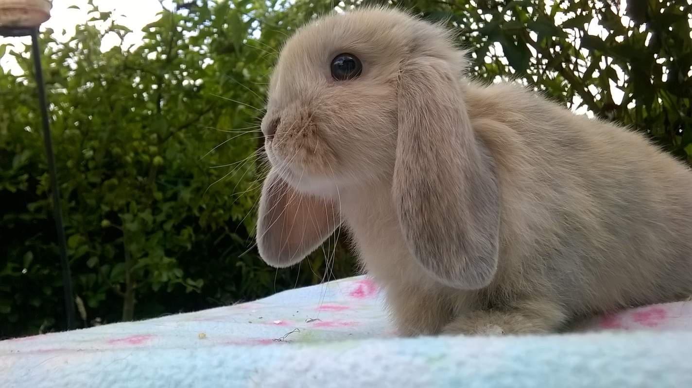 Mini lop te koop | Konijnen | Rasinformatie | Omlet