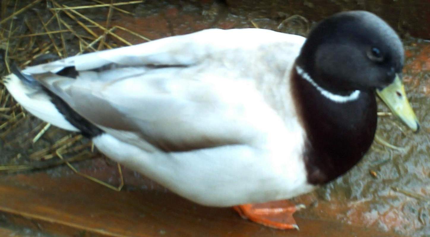 Hollandse kwaker | Eenden | Rasinformatie | Omlet