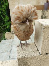 Hollands kuifhoen | Hollands kuifhoen te koop | Kippenrassen