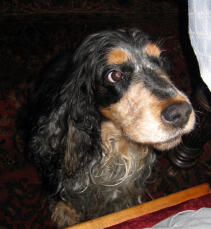 Engelse springerspaniël | Hondenrassen