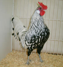 Hollands hoen | Hollands hoen te koop | Kippenrassen