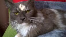 Maine coon | Kattenrassen