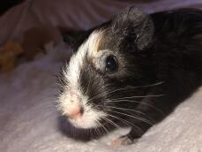 Te lange tanden bij cavia's | Cavia gezondheid | Cavia's | Gids | Omlet