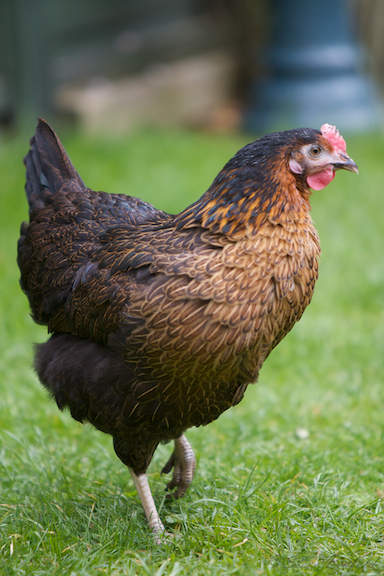 Kippen | Gids | Omlet Nederland