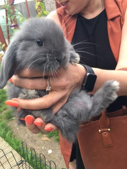 Mini lop te koop | Konijnen | Rasinformatie | Omlet