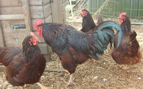 Rhode Island Red Kippen | Rhode Island Red te koop