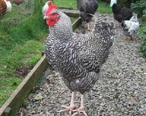 Marans te koop | Kippen | Rasinformatie | Omlet