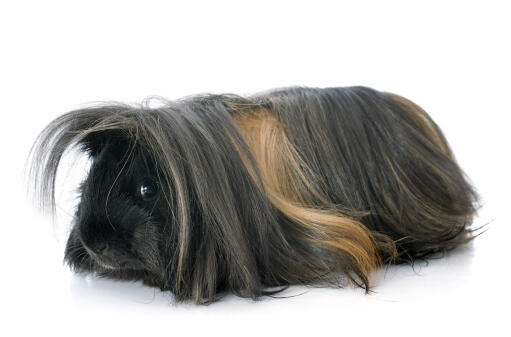 Peruvian Cavia's | Peruvian For Sale | Caviarassen