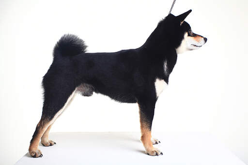 Volwassen Shunsuke Hond Geschiedenis Van De Shiba Inu, Woefkesranch