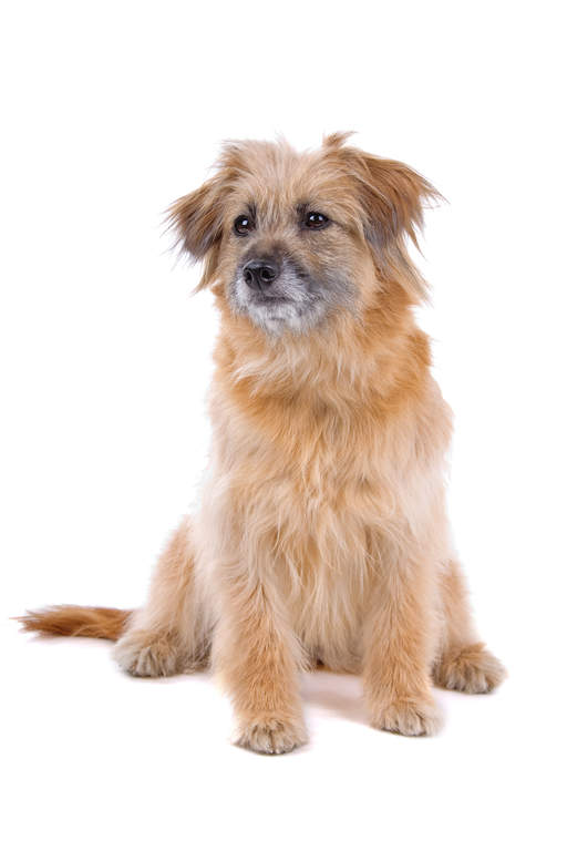 Pyrenese herdershond Honden