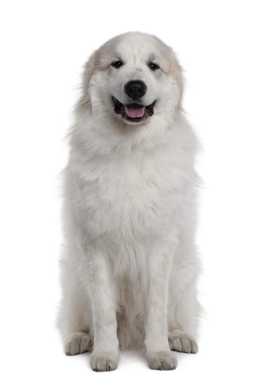 Pyrenese berghond Honden