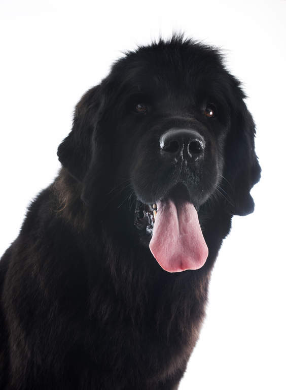 Newfoundlander | Honden | Rasinformatie | Omlet