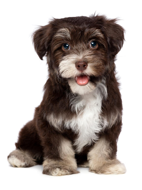 Havanezer | Honden | Rasinformatie | Omlet