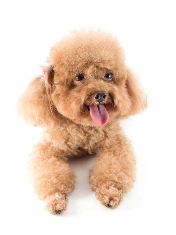 Dwergpoedel | Honden | Rasinformatie | Omlet