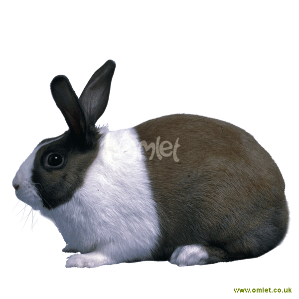 Hollander te koop | Konijnen | Rasinformatie | Omlet