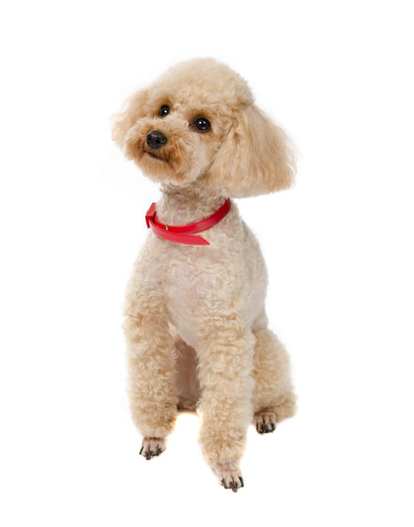Toy poedel Honden