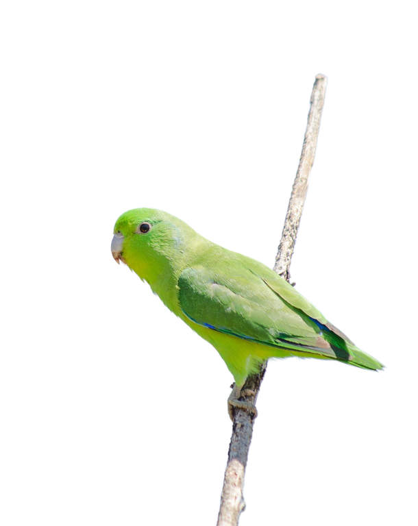 Spix' muspapegaai Papegaaien