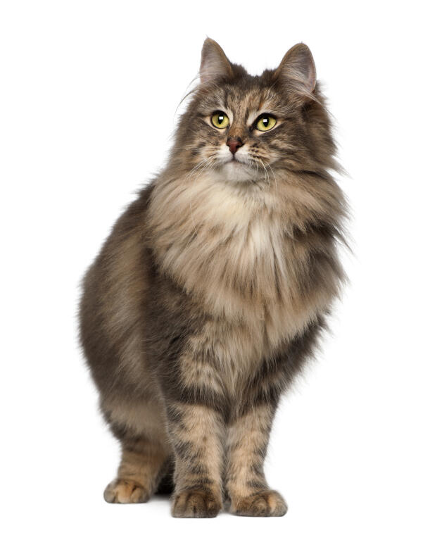 Noorse boskat | Kattenrassen