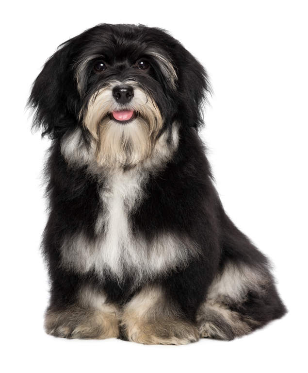 Havanezer | Honden | Rasinformatie | Omlet