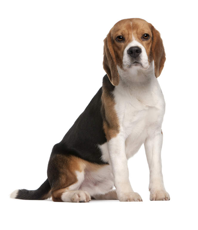 Beagle | Hondenrassen