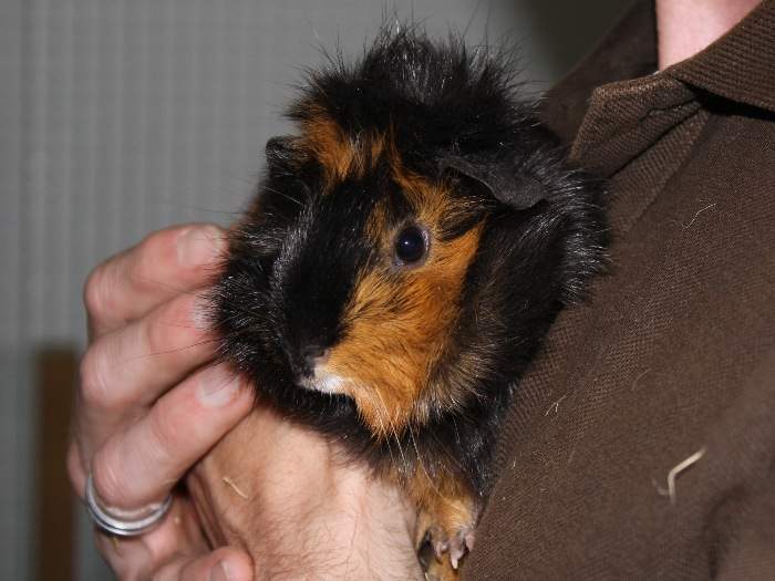 Borstelcavia te koop | Cavia's | Rasinformatie | Omlet