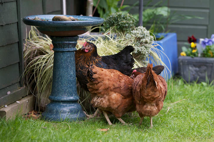 Kippen | Gids | Omlet Nederland