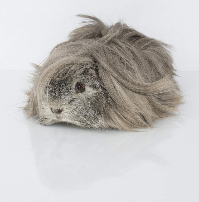 Peruvian te koop | Cavia's | Rasinformatie | Omlet