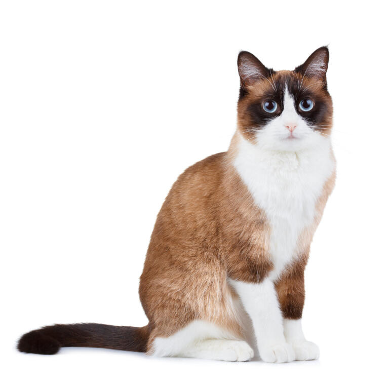 Snowshoe Katten