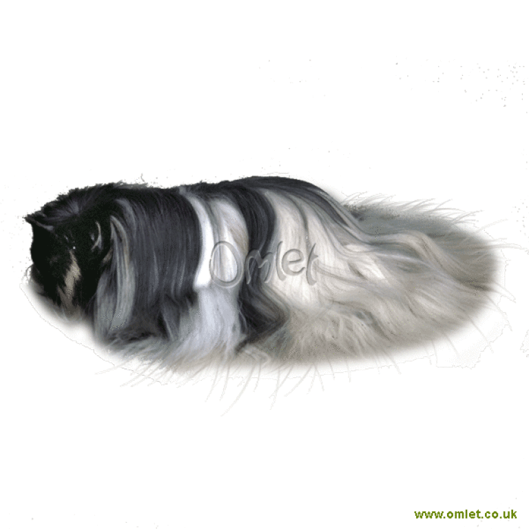 Peruvian Cavia's | Peruvian For Sale | Caviarassen