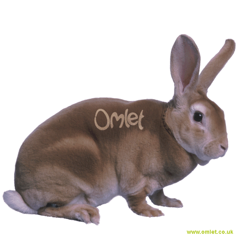 Oranje rex | Oranje rex For Sale | Konijnenrassen