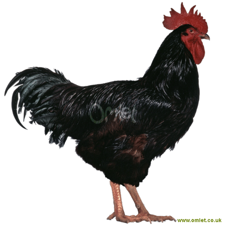 Rhode Island red | Rhode Island red For Sale | Kippenrassen