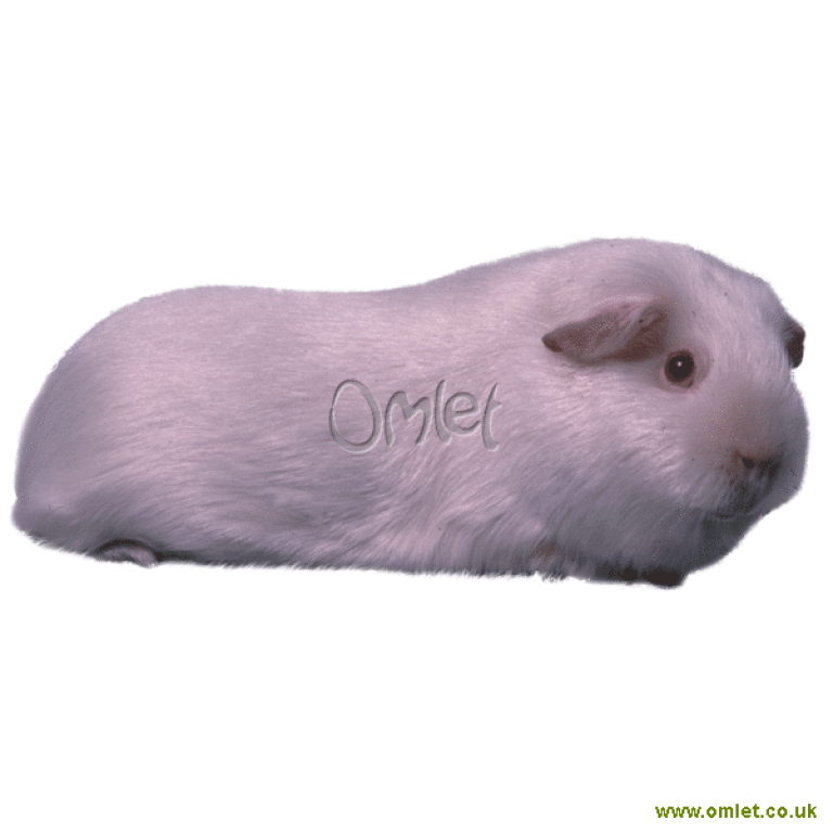 Satijnharige cavia | Satijnharige cavia For Sale | Caviarassen