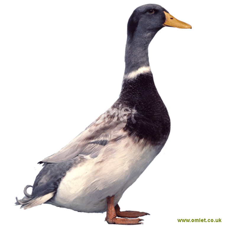 Saksen eend | Eendensoorten