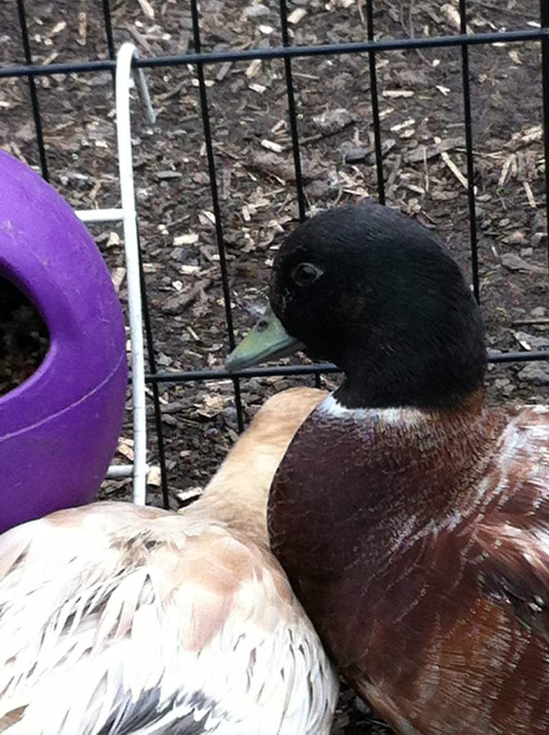 Hollandse kwaker | Eenden | Rasinformatie | Omlet