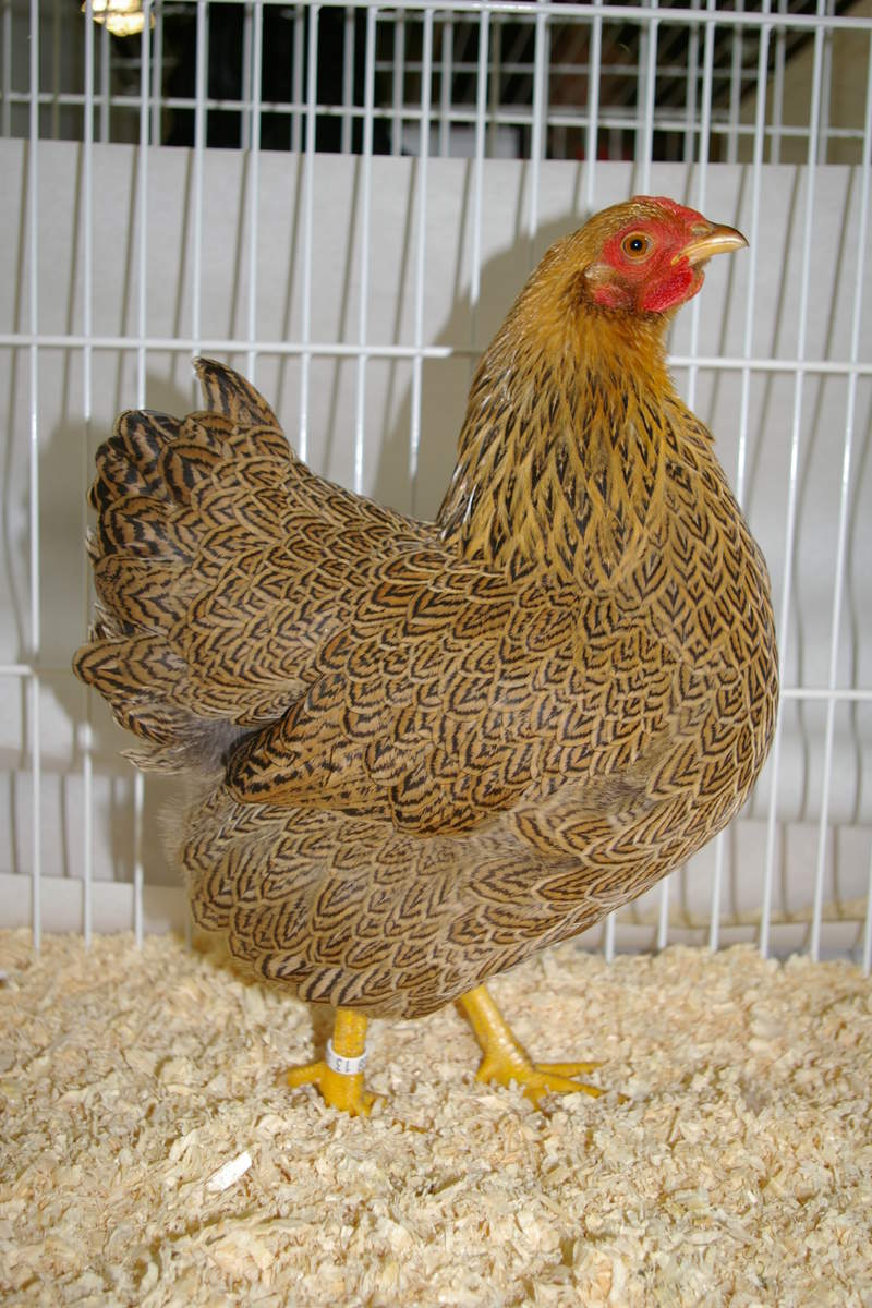 Wyandotte te koop | Kippen | Rasinformatie | Omlet