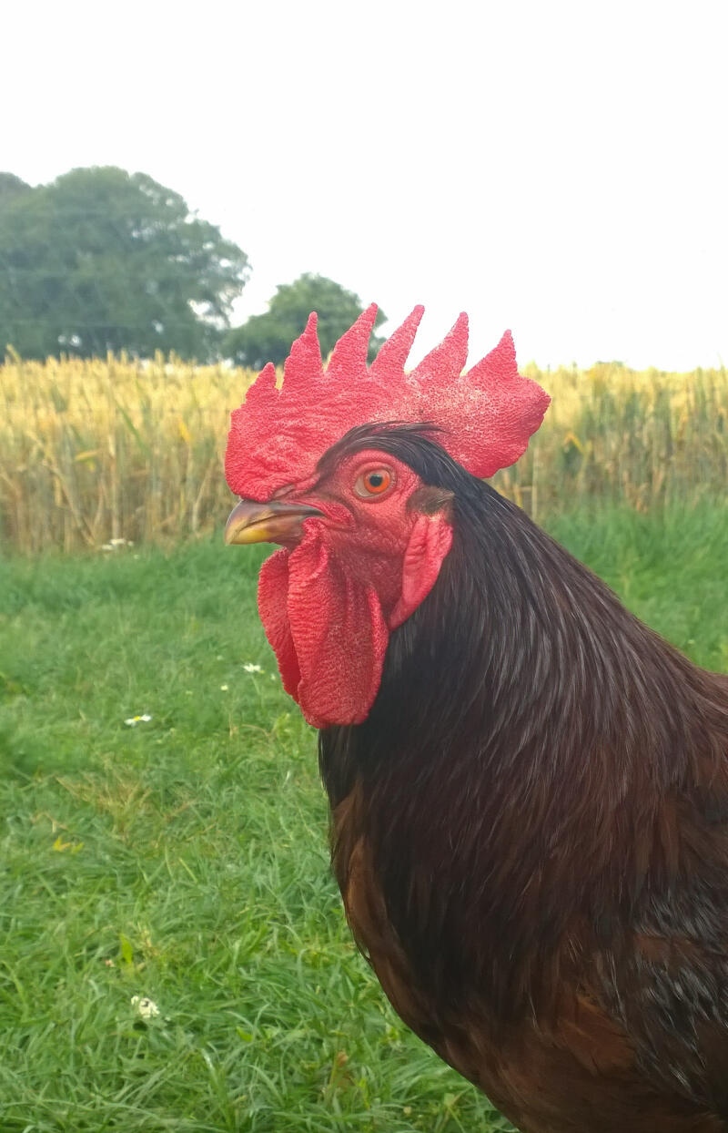 Rhode Island Red Kippen | Rhode Island Red te koop