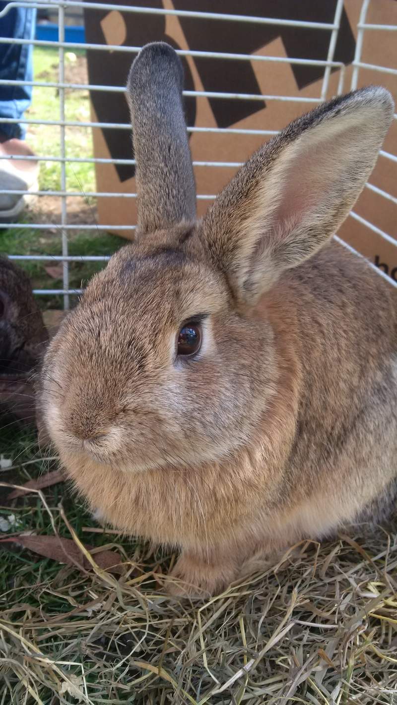 Vlaamse reus Konijnen | Vlaamse reus te koop