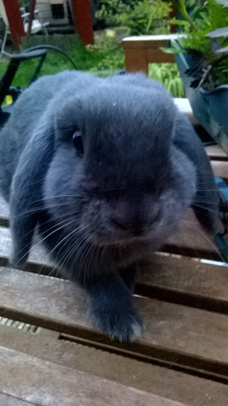 Mini lop te koop | Konijnen | Rasinformatie | Omlet