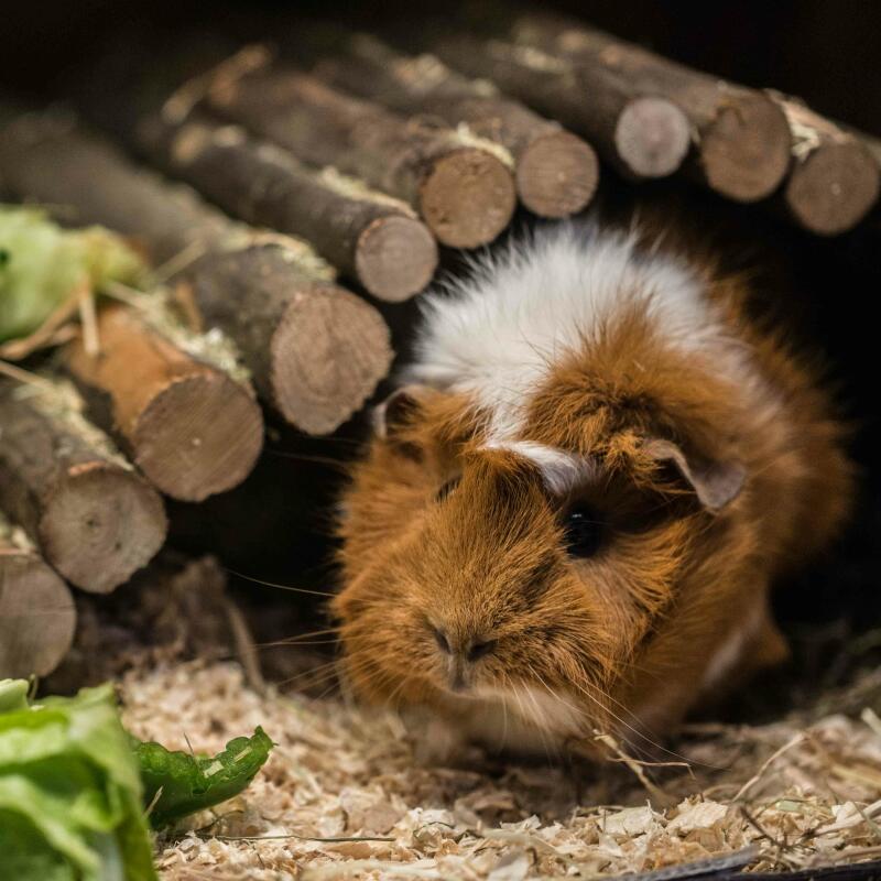 Borstelcavia Cavia's | Borstelcavia te koop