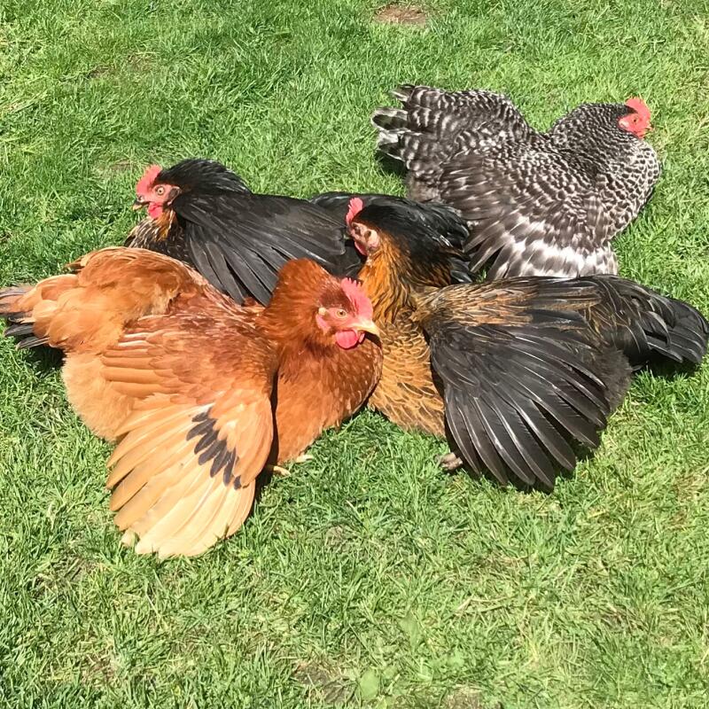 Kippen | Gids | Omlet Nederland