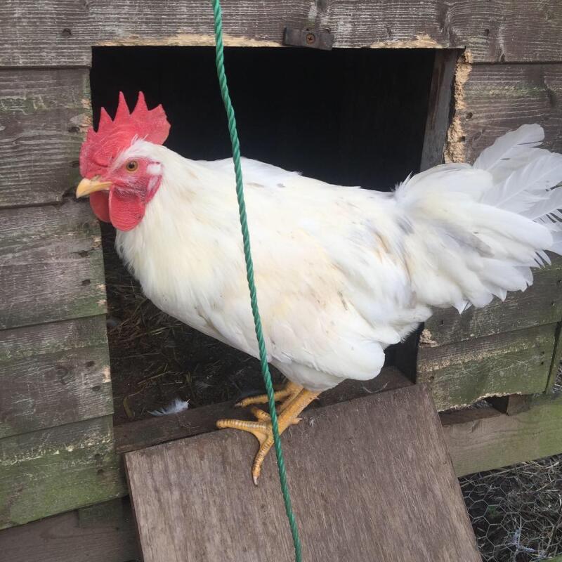 Leghorn Kippen | Leghorn te koop