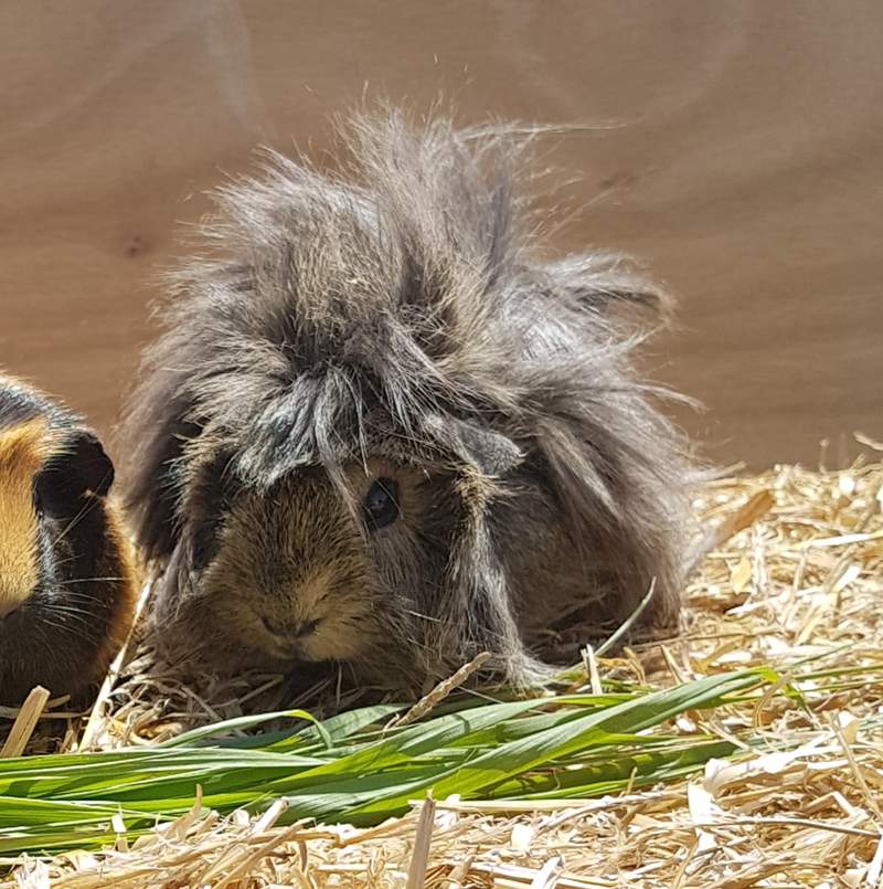 Peruvian Cavia's | Peruvian te koop