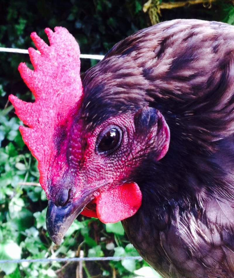 Kippen | Gids | Omlet Nederland