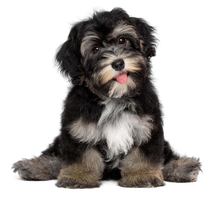 Havanezer | Honden | Rasinformatie | Omlet