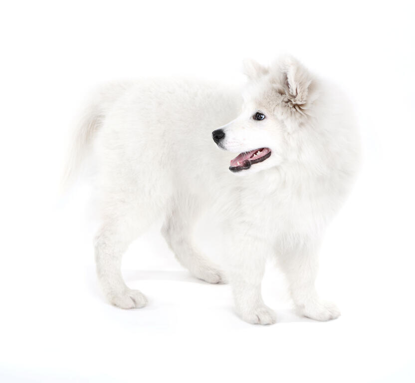 Samojeed Honden