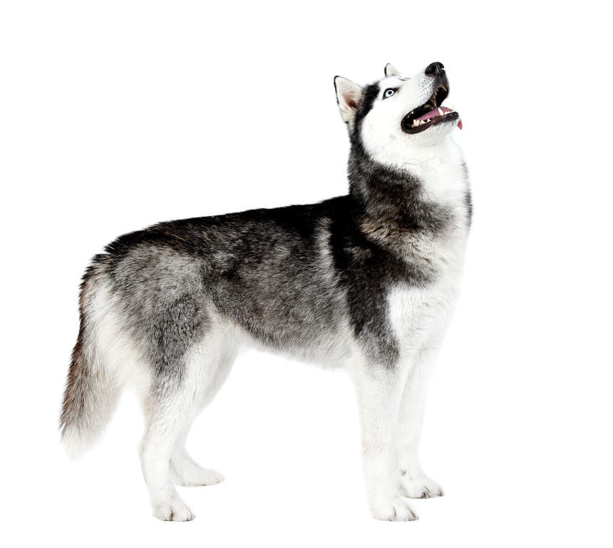 Siberische husky | Honden | Rasinformatie | Omlet
