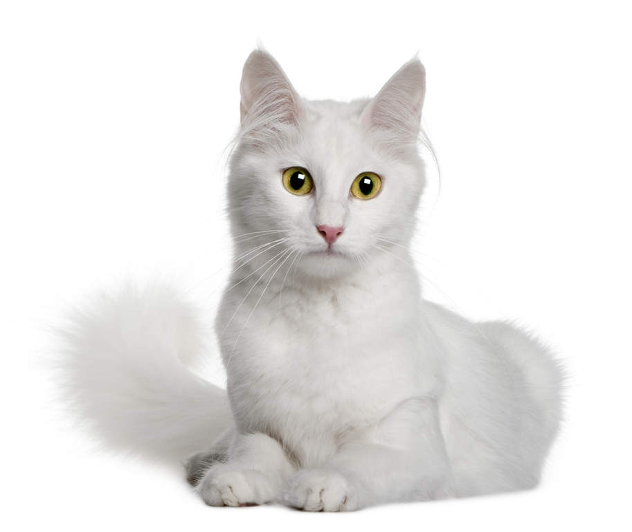 Turkse angora Katten